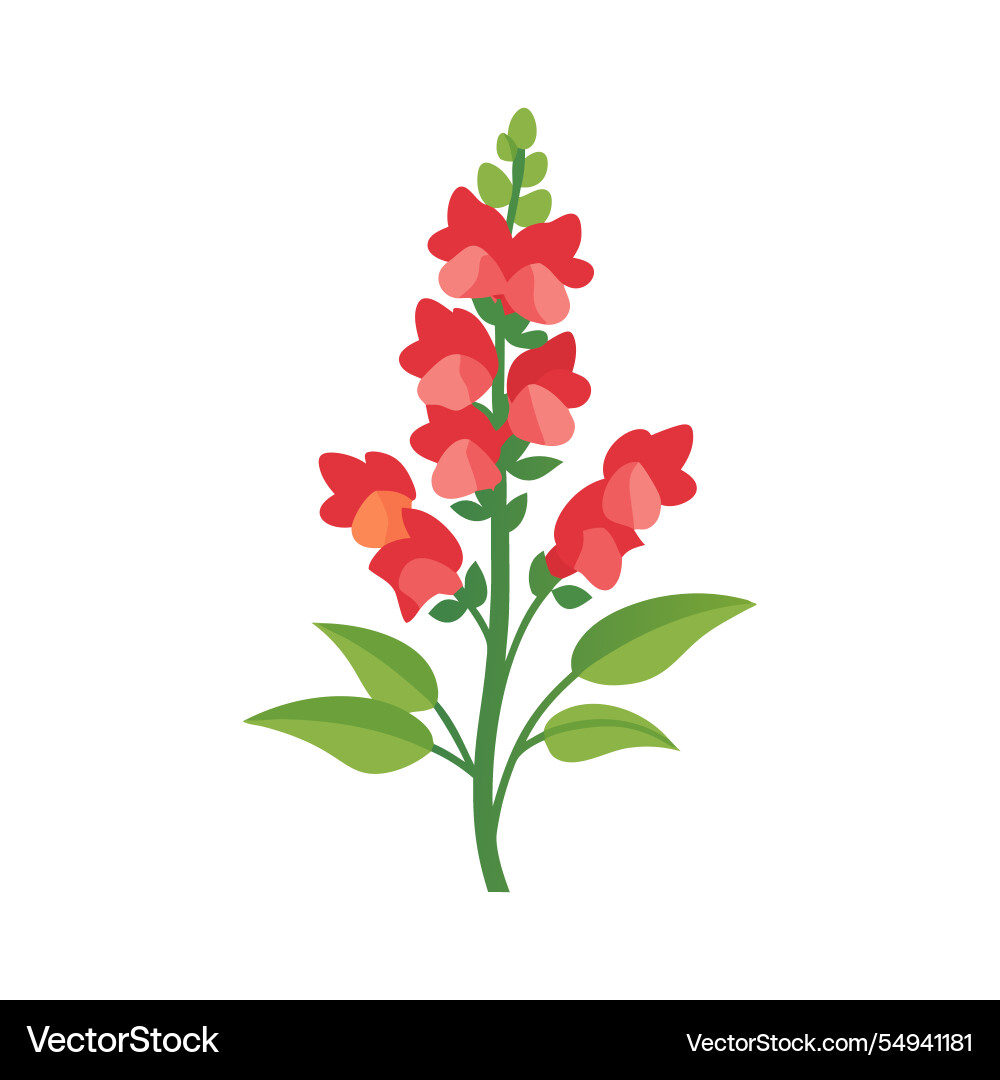 Snapdragons flower isolated flat on white Vector Image