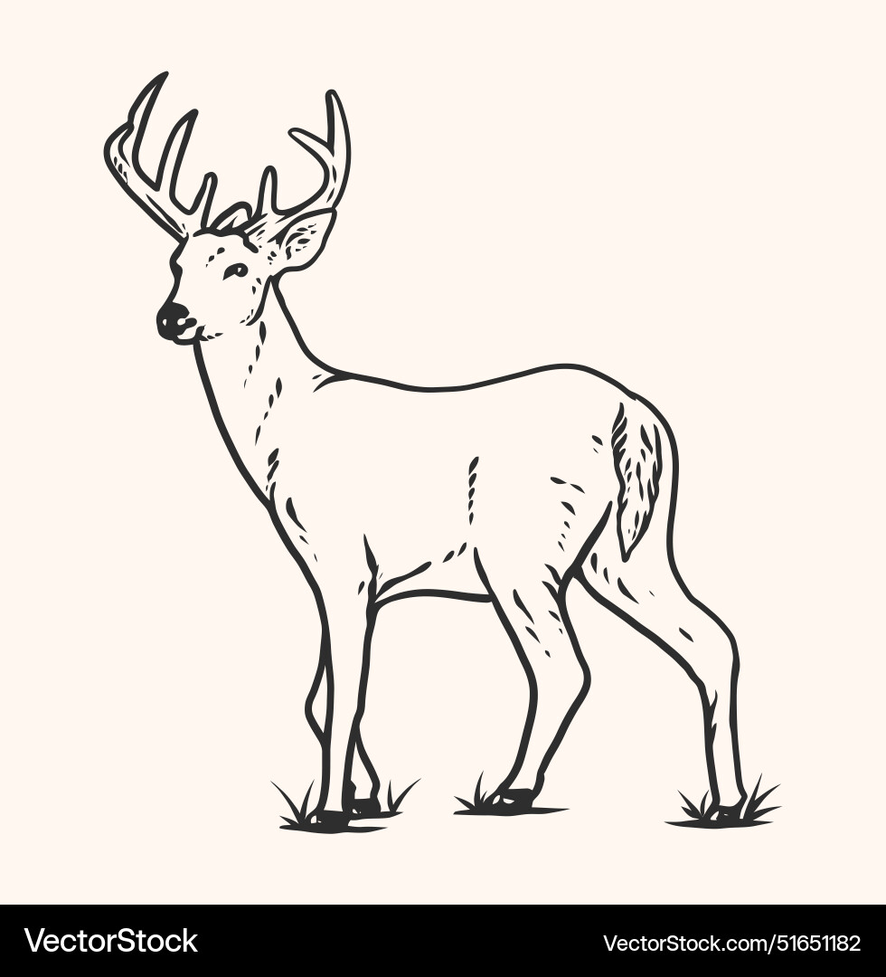 Deer line art Royalty Free Vector Image - VectorStock