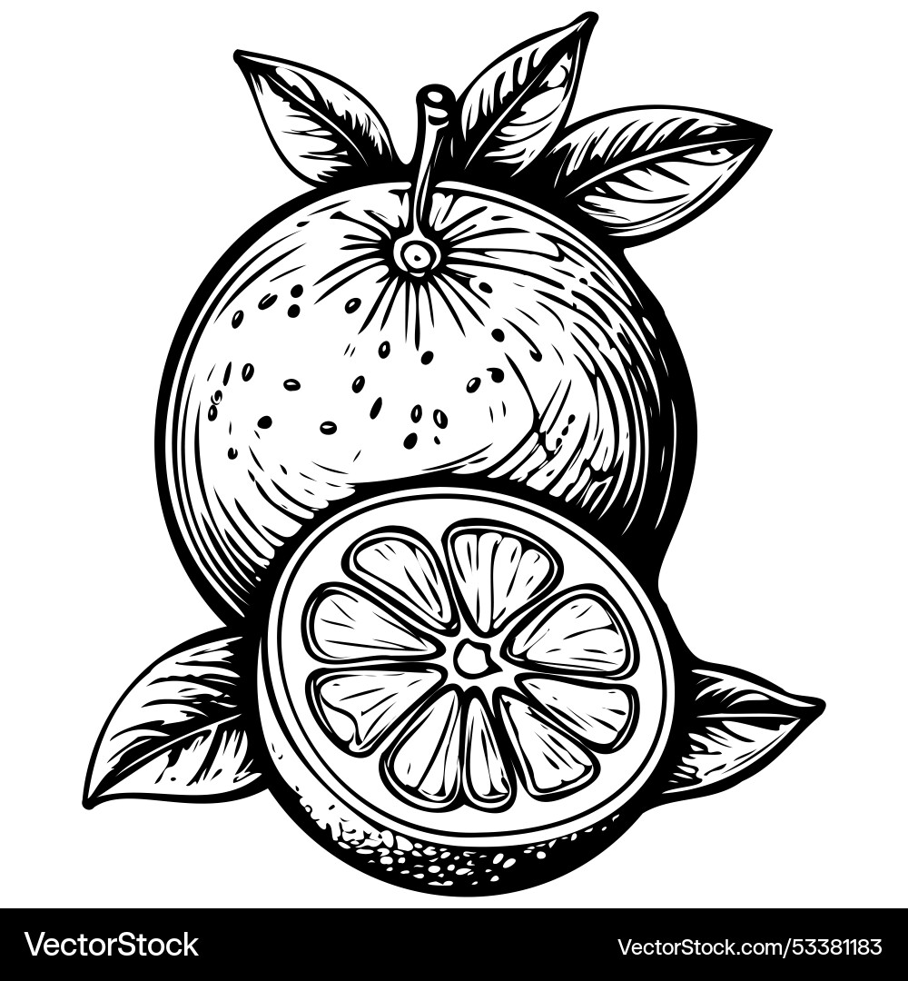 Calamansi drawing fruit head line art black Vector Image