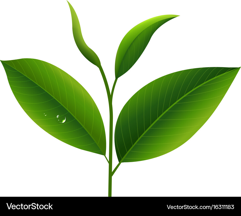 Tea leaves Royalty Free Vector Image - VectorStock