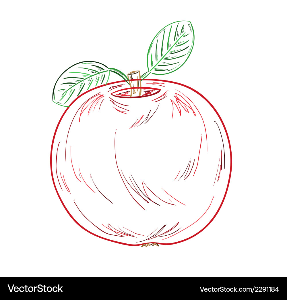 Apple sketch Royalty Free Vector Image - VectorStock