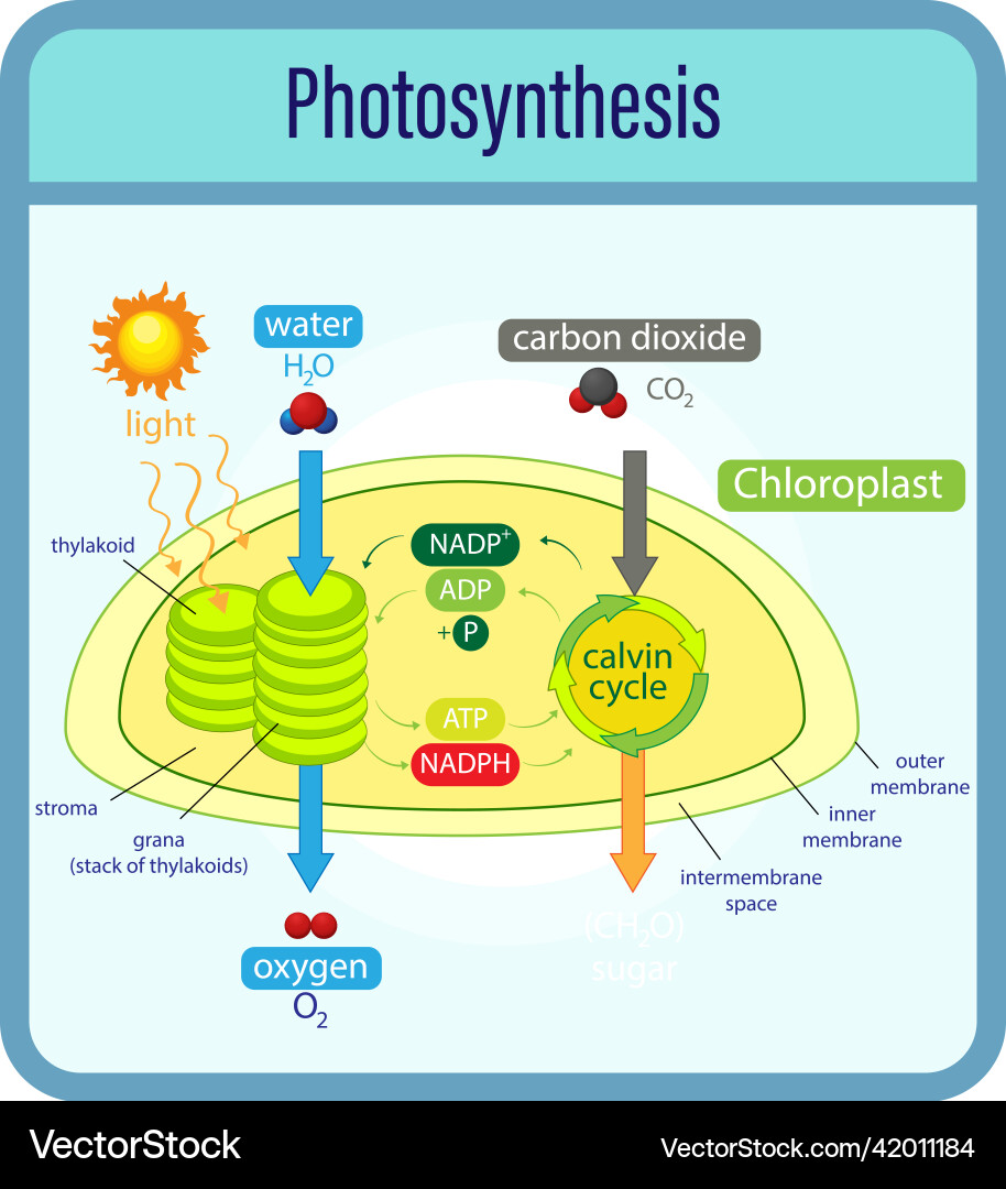 Diagram showing process of photosynthesis Vector Image