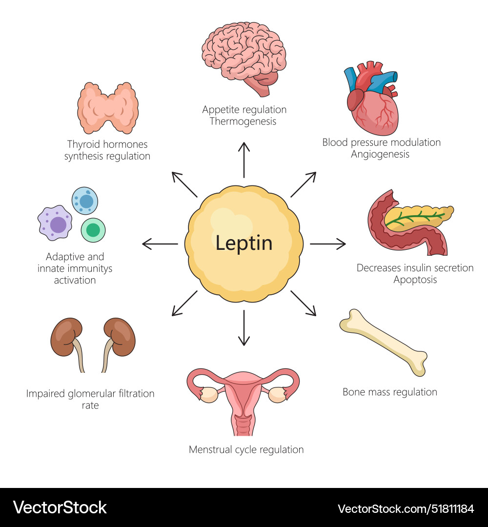 Functions leptin hormone diagram medical science Vector Image