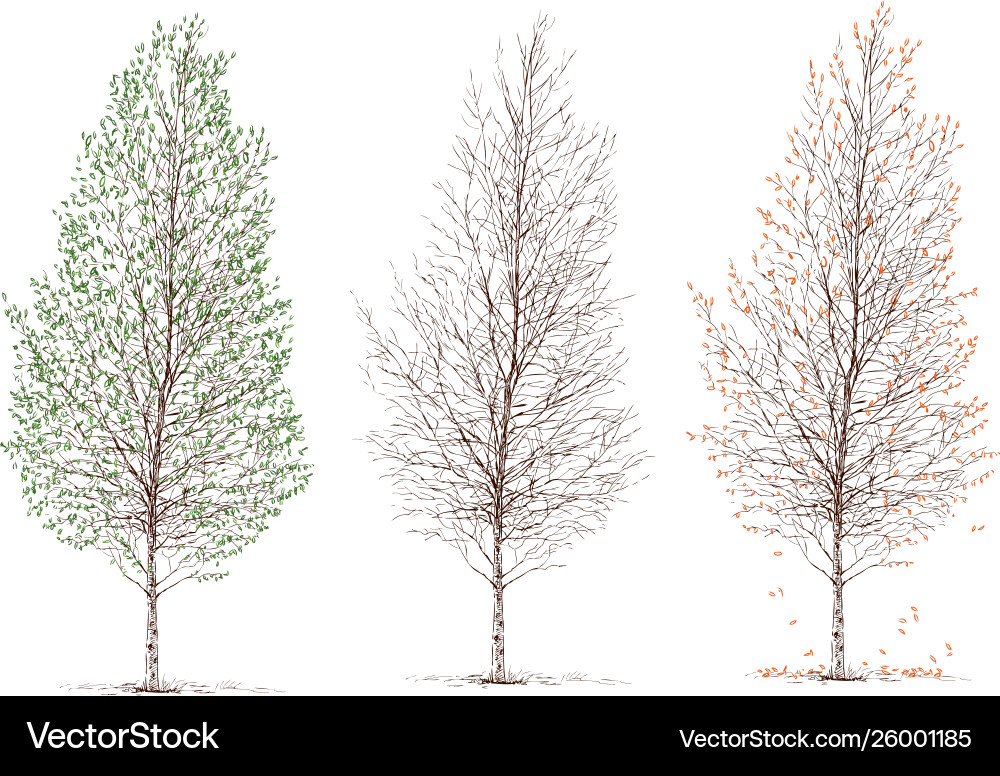 Birch Royalty Free Vector Image - VectorStock