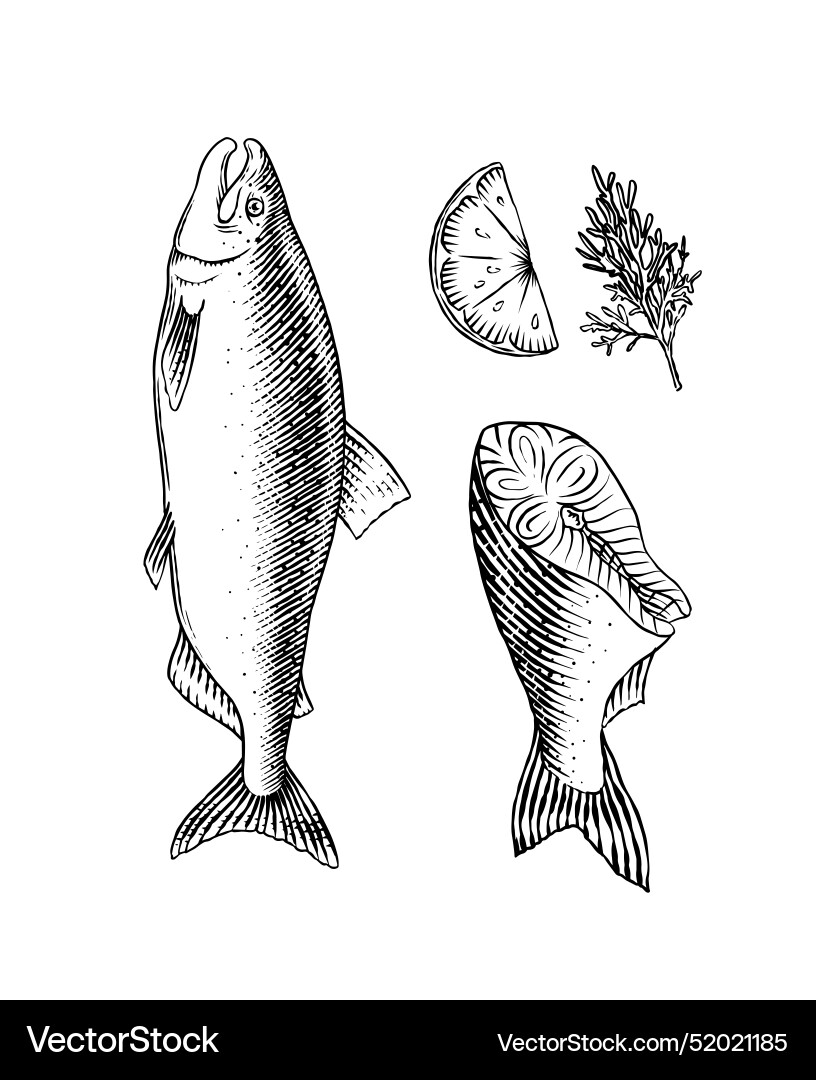 Fish sketch salmon fillet ink hand drawn Vector Image
