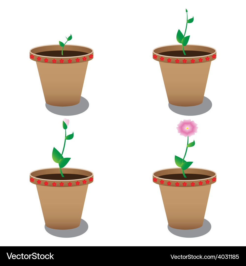 Growth of flower Royalty Free Vector Image - VectorStock