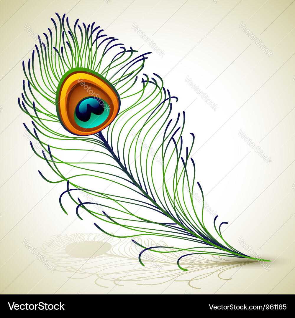 Peacock feather Royalty Free Vector Image - VectorStock