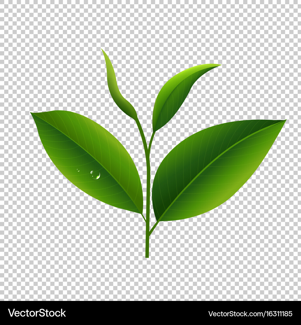 Tea leaves in transparent background Royalty Free Vector