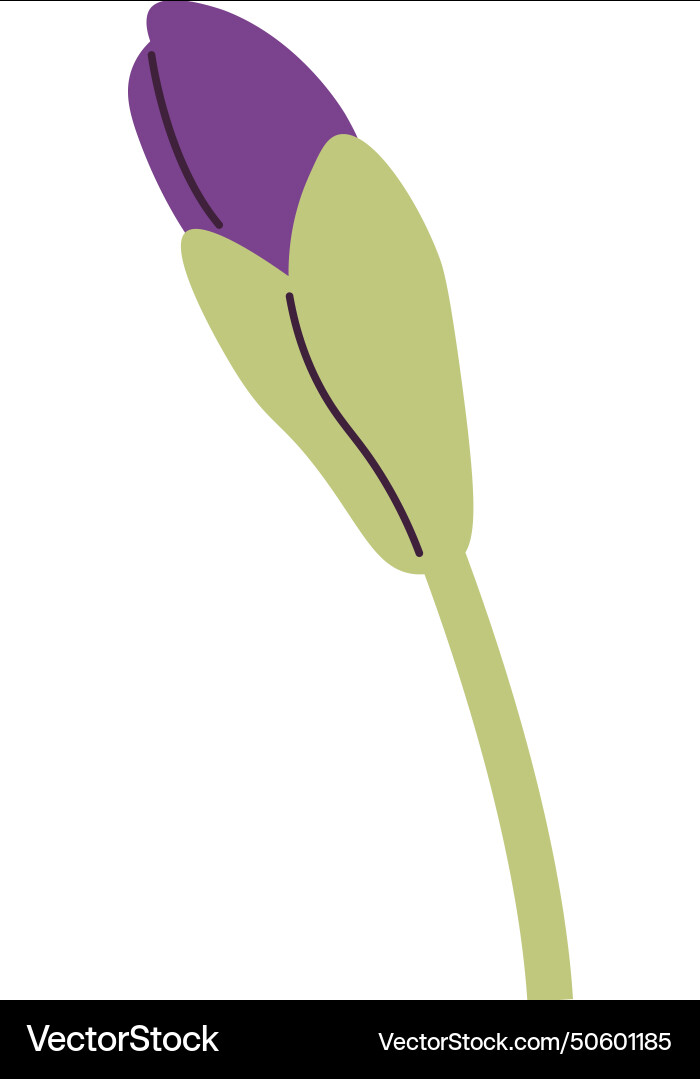 Viola flower bud Royalty Free Vector Image - VectorStock