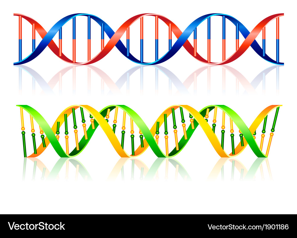 Dna Royalty Free Vector Image - VectorStock
