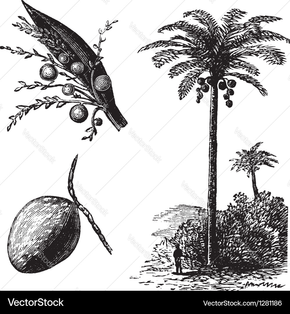 Vintage Coconut Palm Engraving Royalty Free Vector Image