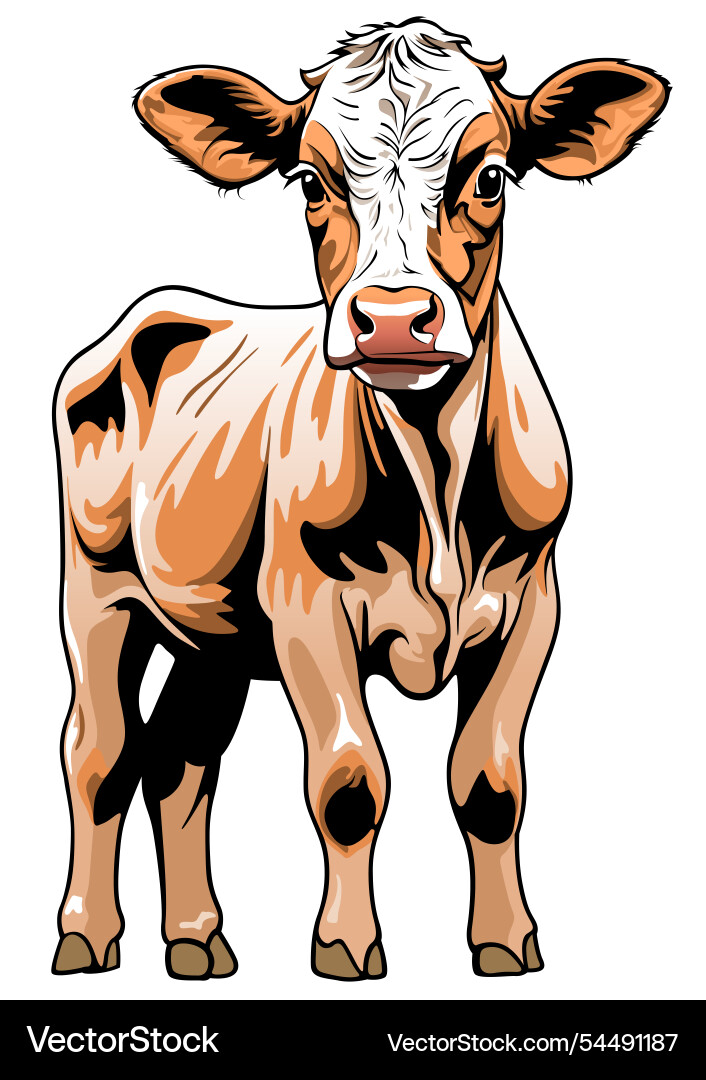 Colored drawing of a calf Royalty Free Vector Image