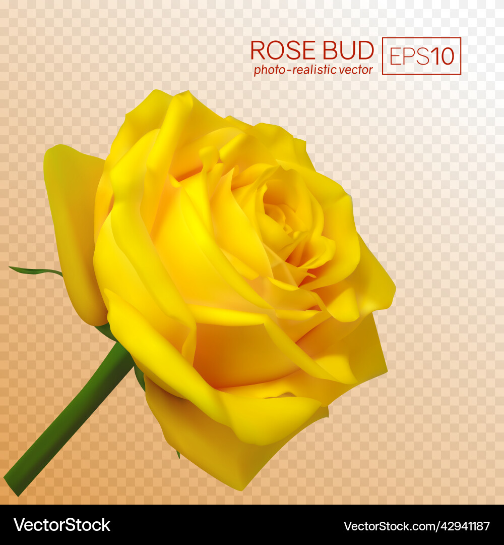 Realistic yellow rose on transparent Royalty Free Vector