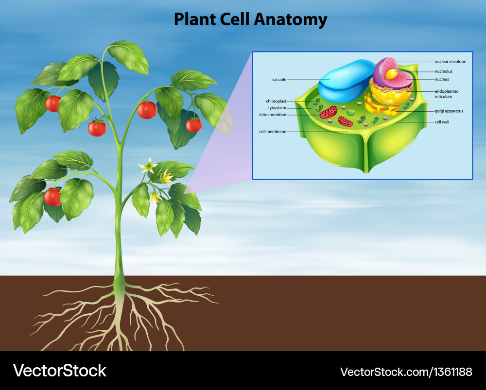 Anatomy plant cell Royalty Free Vector Image - VectorStock