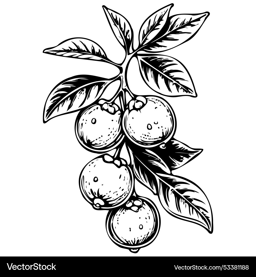Calamondin drawing black fruit isolated Royalty Free Vector