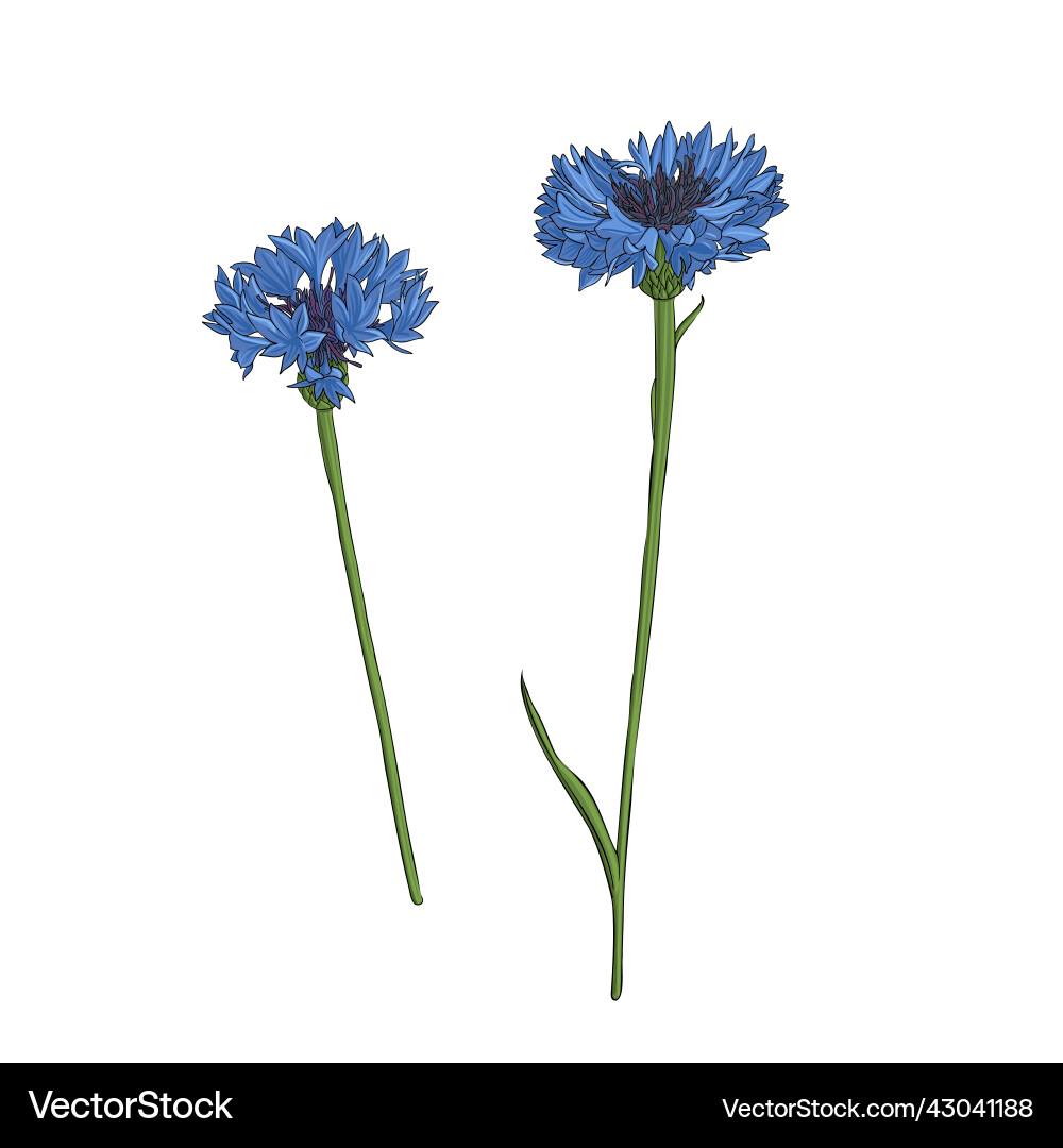Drawing flowers of cornflower Royalty Free Vector Image