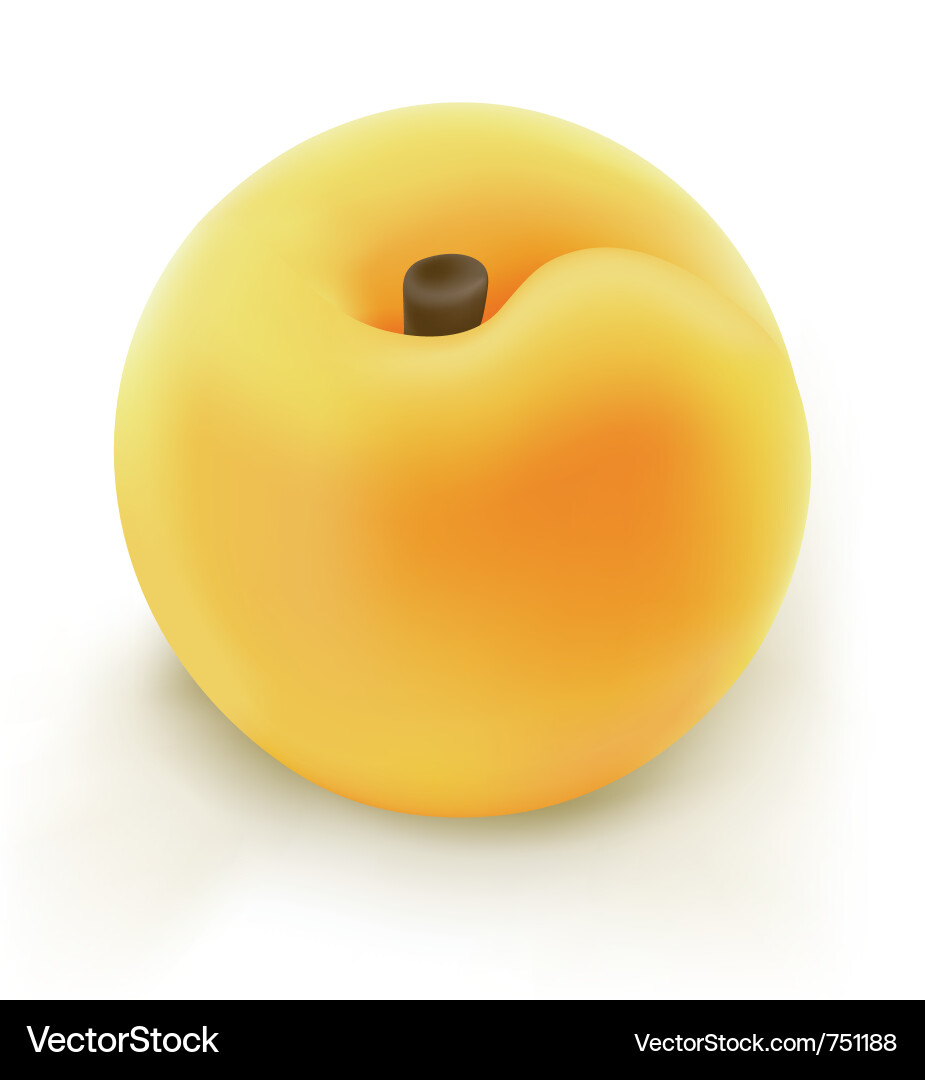 Fresh peach Royalty Free Vector Image - VectorStock
