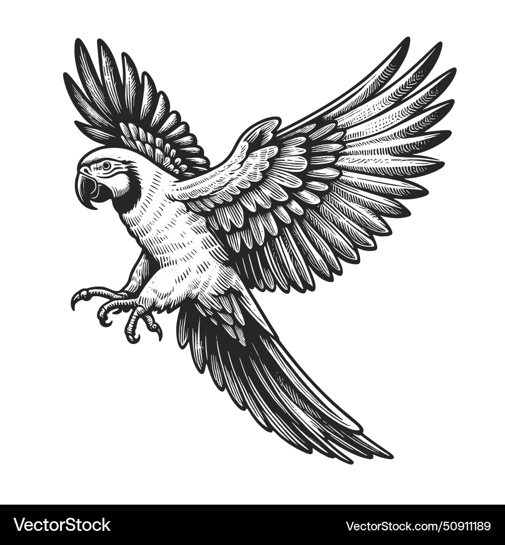 Parrot flight engraved sketch Royalty Free Vector Image