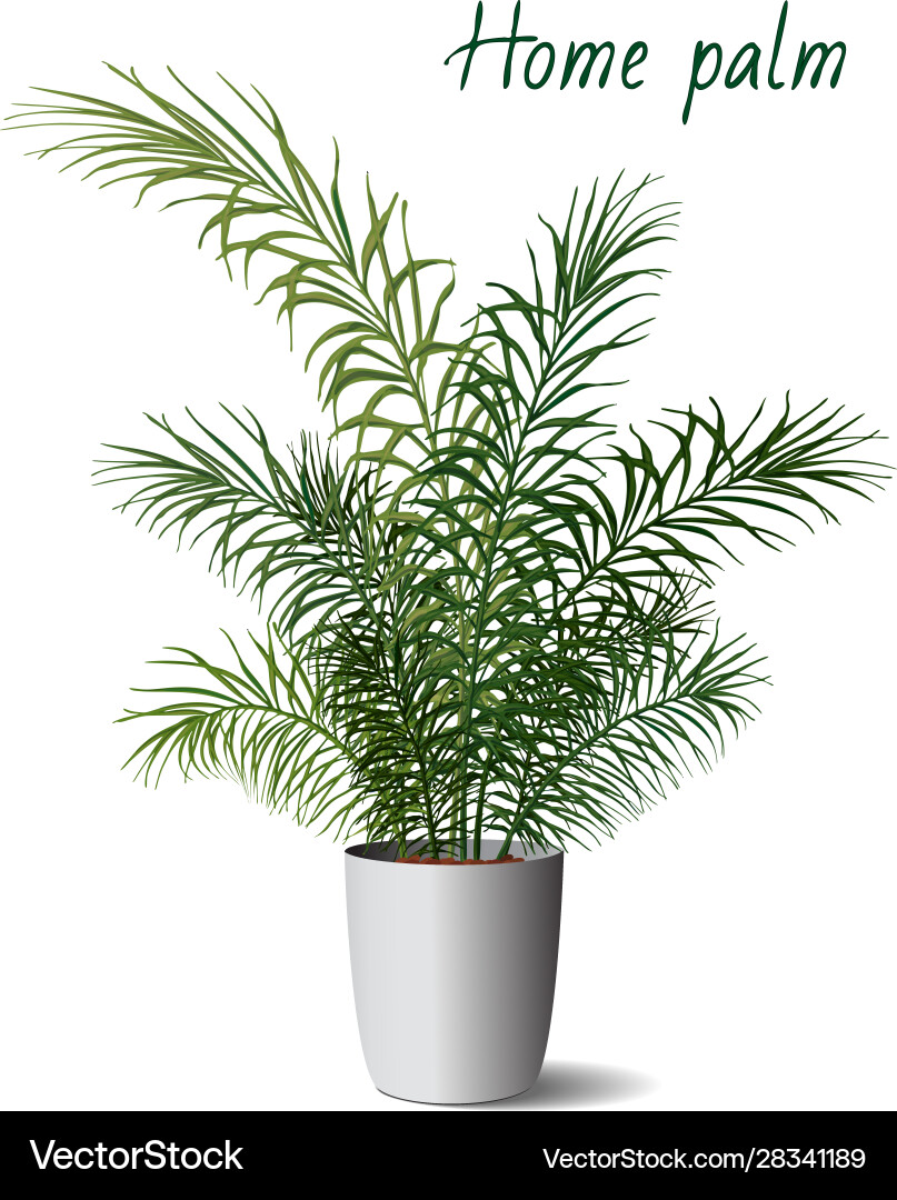 Realistic a palm tree in pot isolated object Vector Image