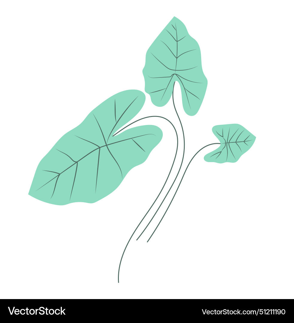 Abstract large green taro leaves in flat design Vector Image