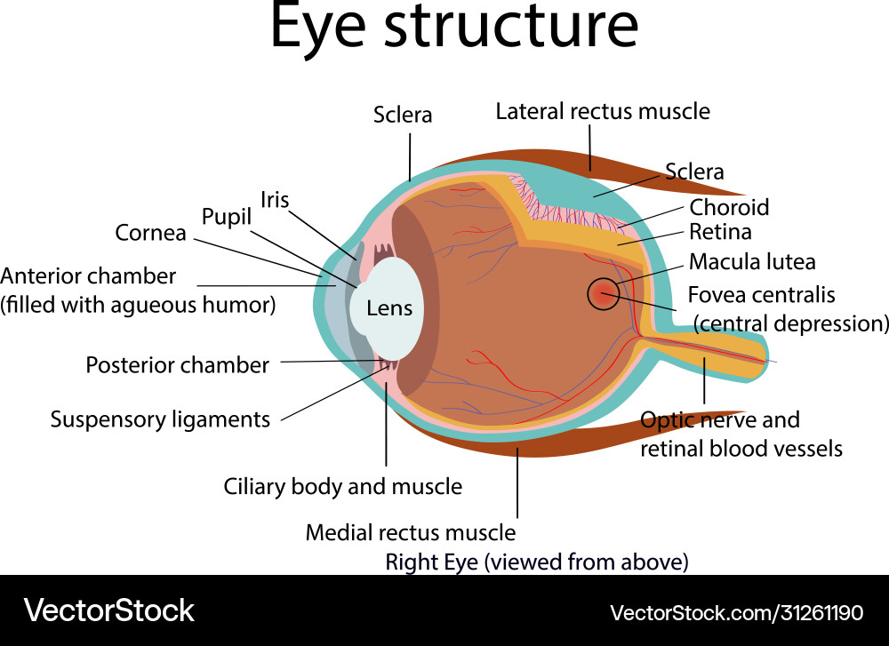 Eye structure Royalty Free Vector Image - VectorStock