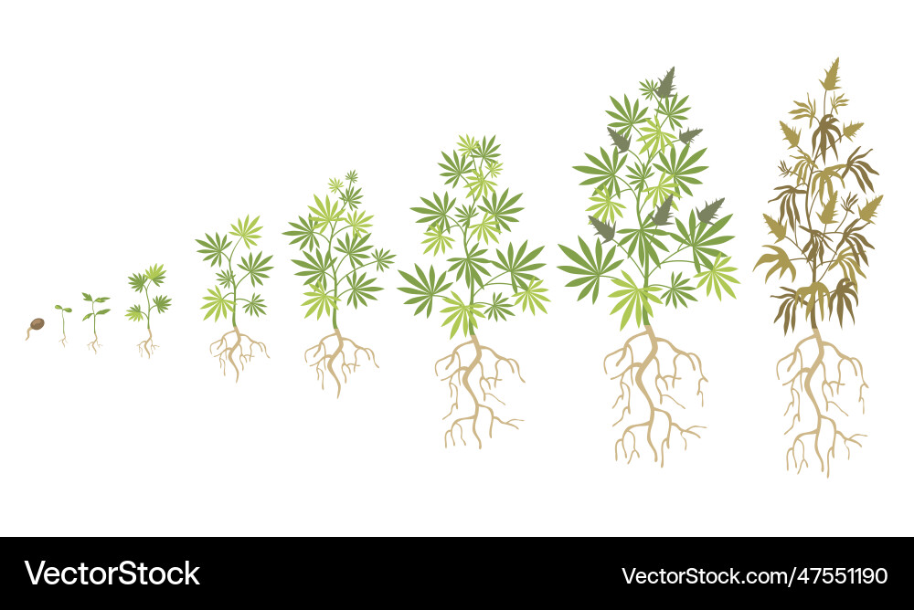 Hemp plant growth cycle flat collection Royalty Free Vector