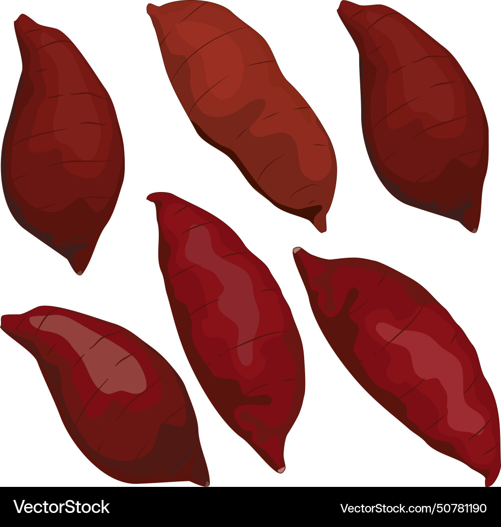 Isolated sweet potato on white background Vector Image