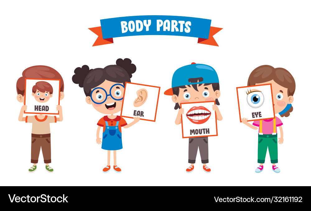 Human body parts Royalty Free Vector Image - VectorStock