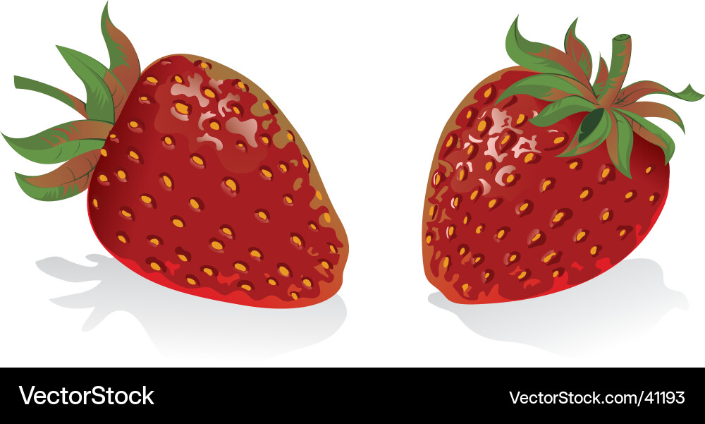 Strawberries Royalty Free Vector Image - VectorStock