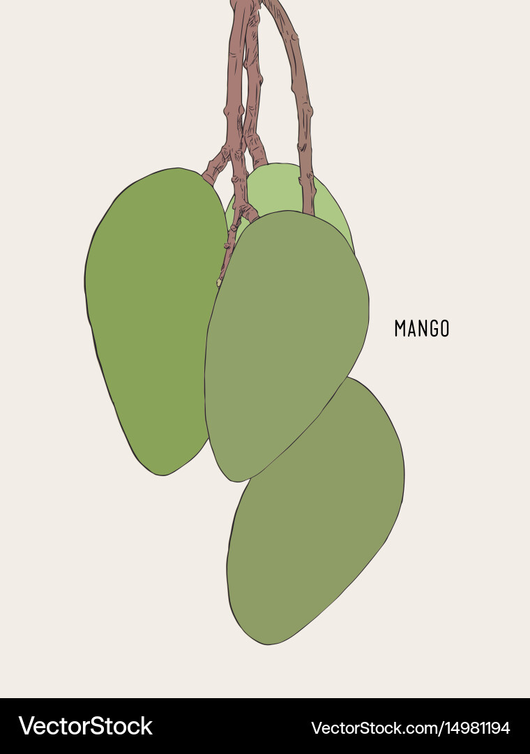 Green ripe mango on tree sketch Royalty Free Vector Image