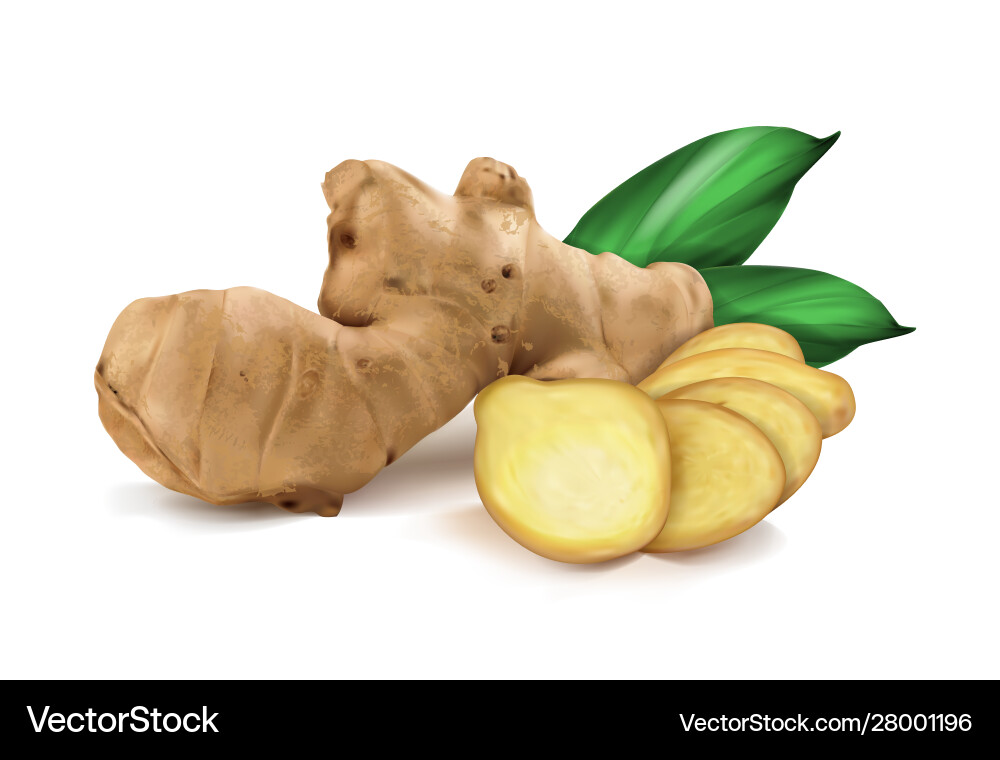 Fresh Ginger Vector Images (over 6,100)