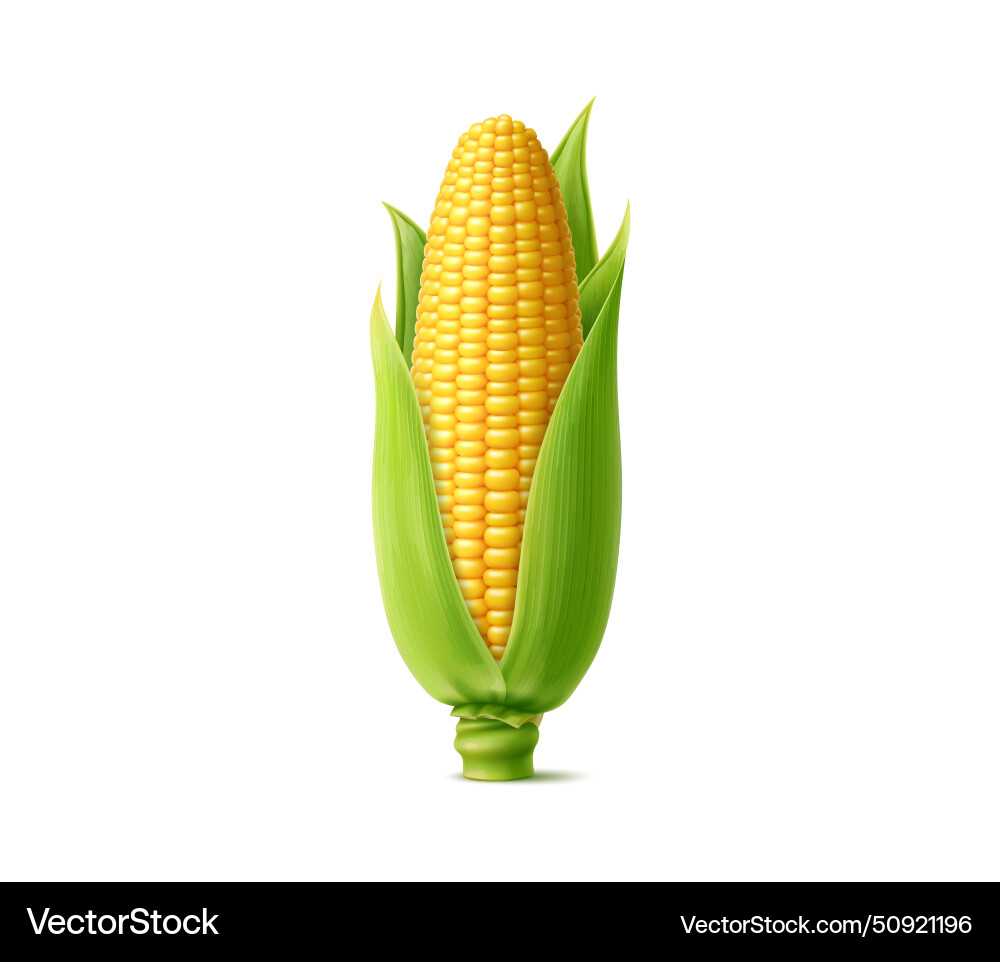 Realistic ripe sweet corn cob 3d raw maize Vector Image