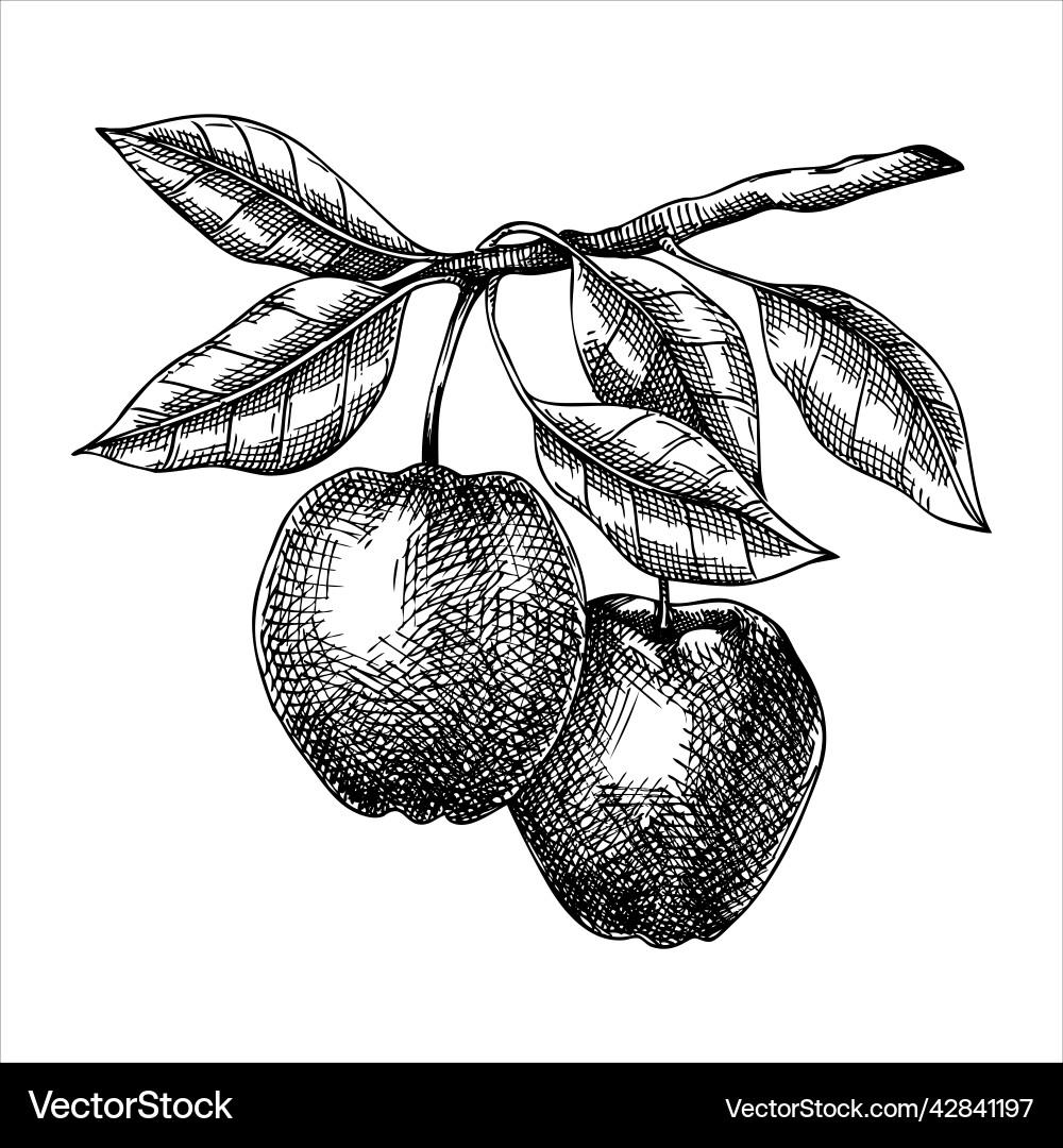 Apple hand-drawn food drawing fruit trees Vector Image