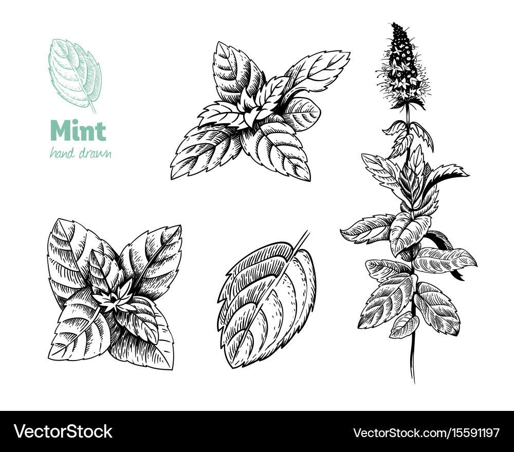 Peppermint Plant Drawing Royalty Free Vector Image