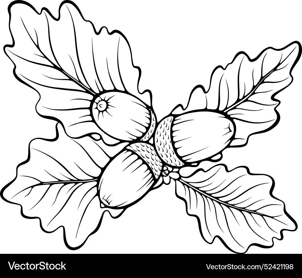 Oak leaves with acorns line art Royalty Free Vector Image