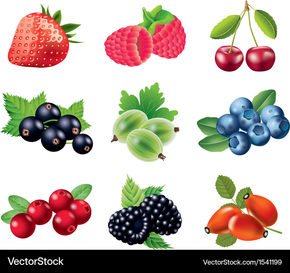 Berry set Royalty Free Vector Image - VectorStock