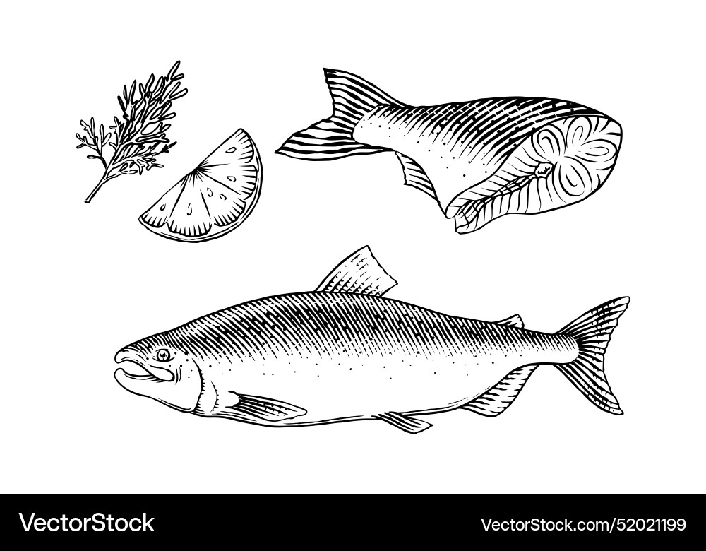 Fish sketch salmon fillet ink hand drawn Vector Image