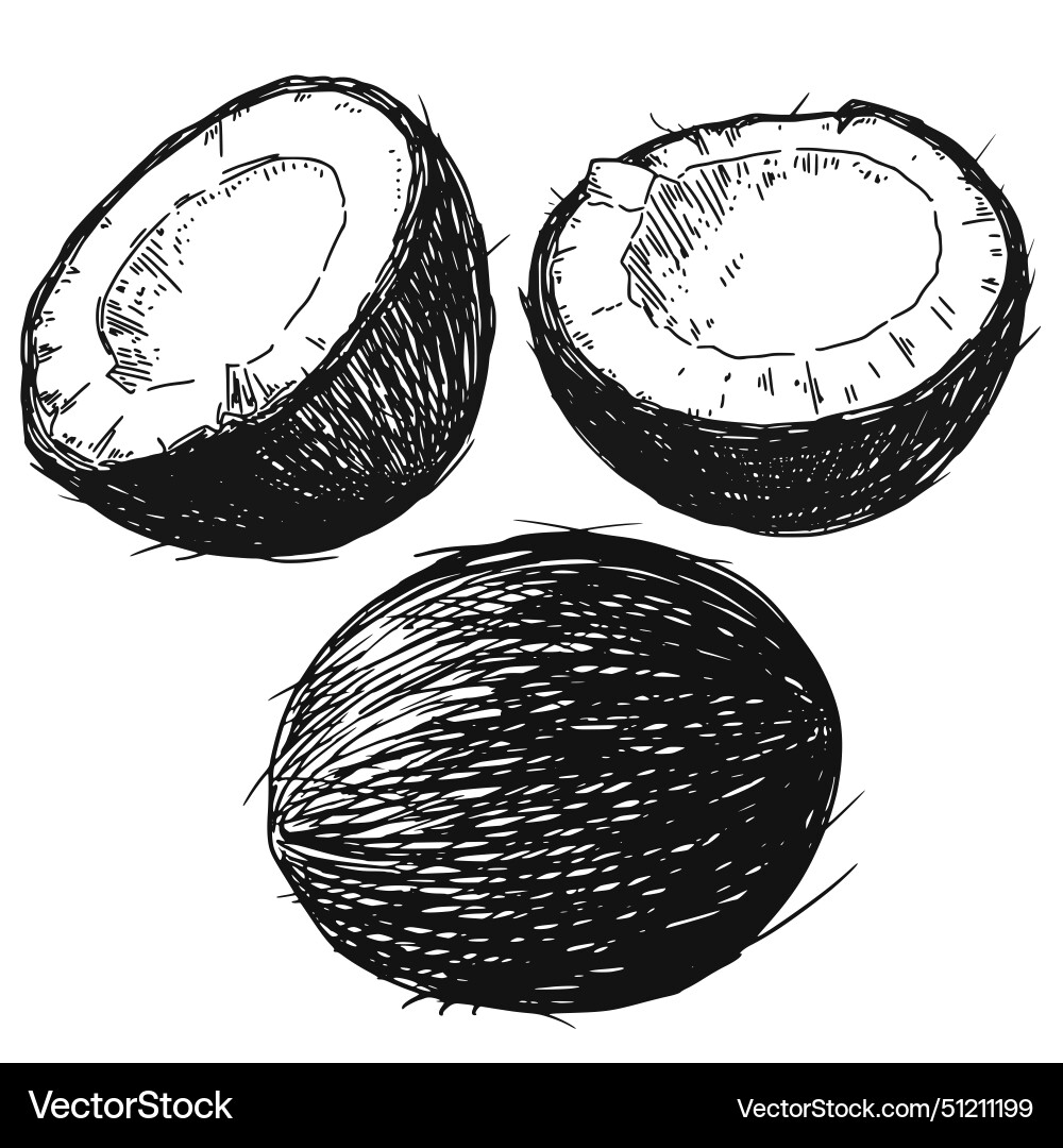Hand drawn coconut sketch isolated on white Vector Image