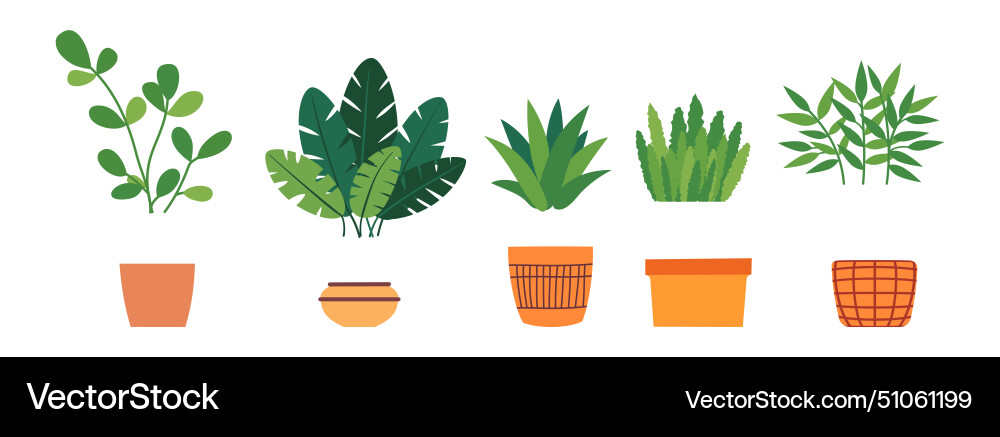 Indoor green plants greenery for interior Vector Image