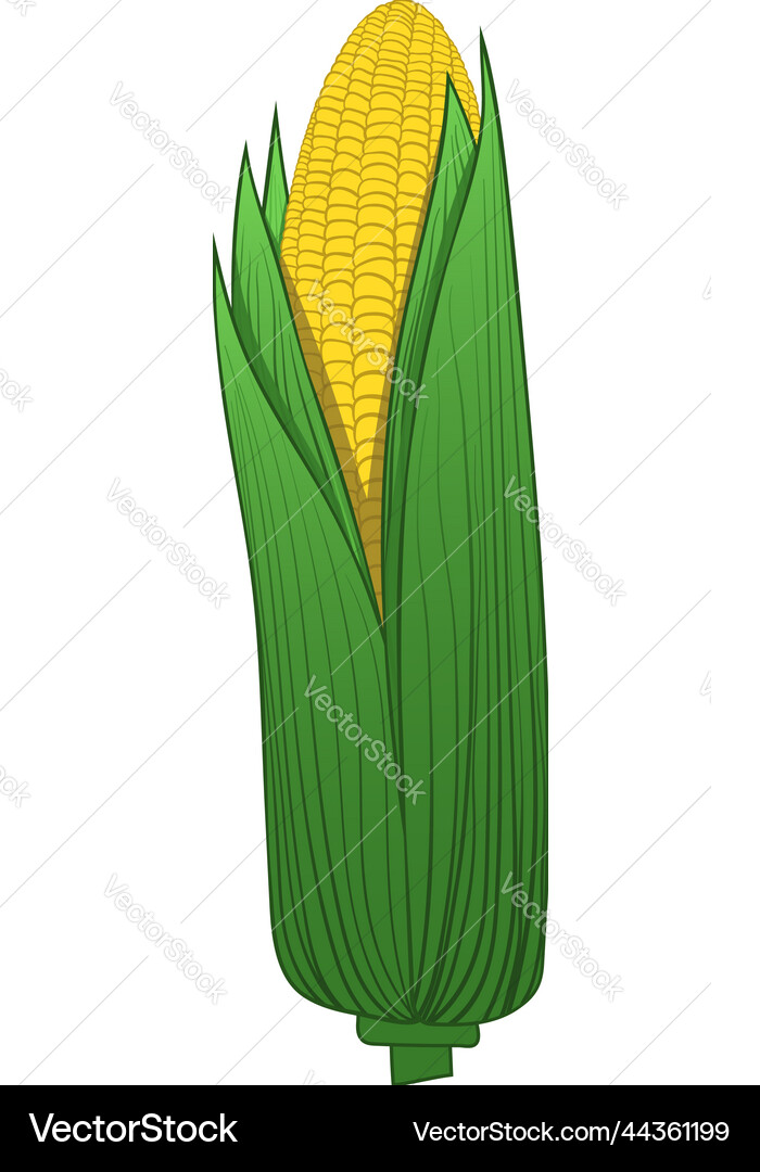 Realistic corn Royalty Free Vector Image - VectorStock