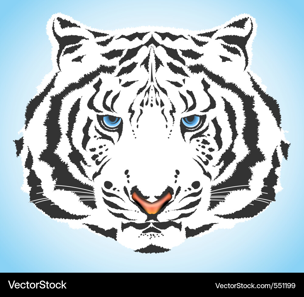 White tiger Royalty Free Vector Image - VectorStock