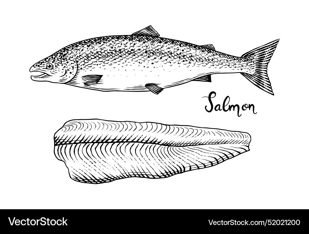 Fish sketch salmon fillet ink hand drawn Vector Image