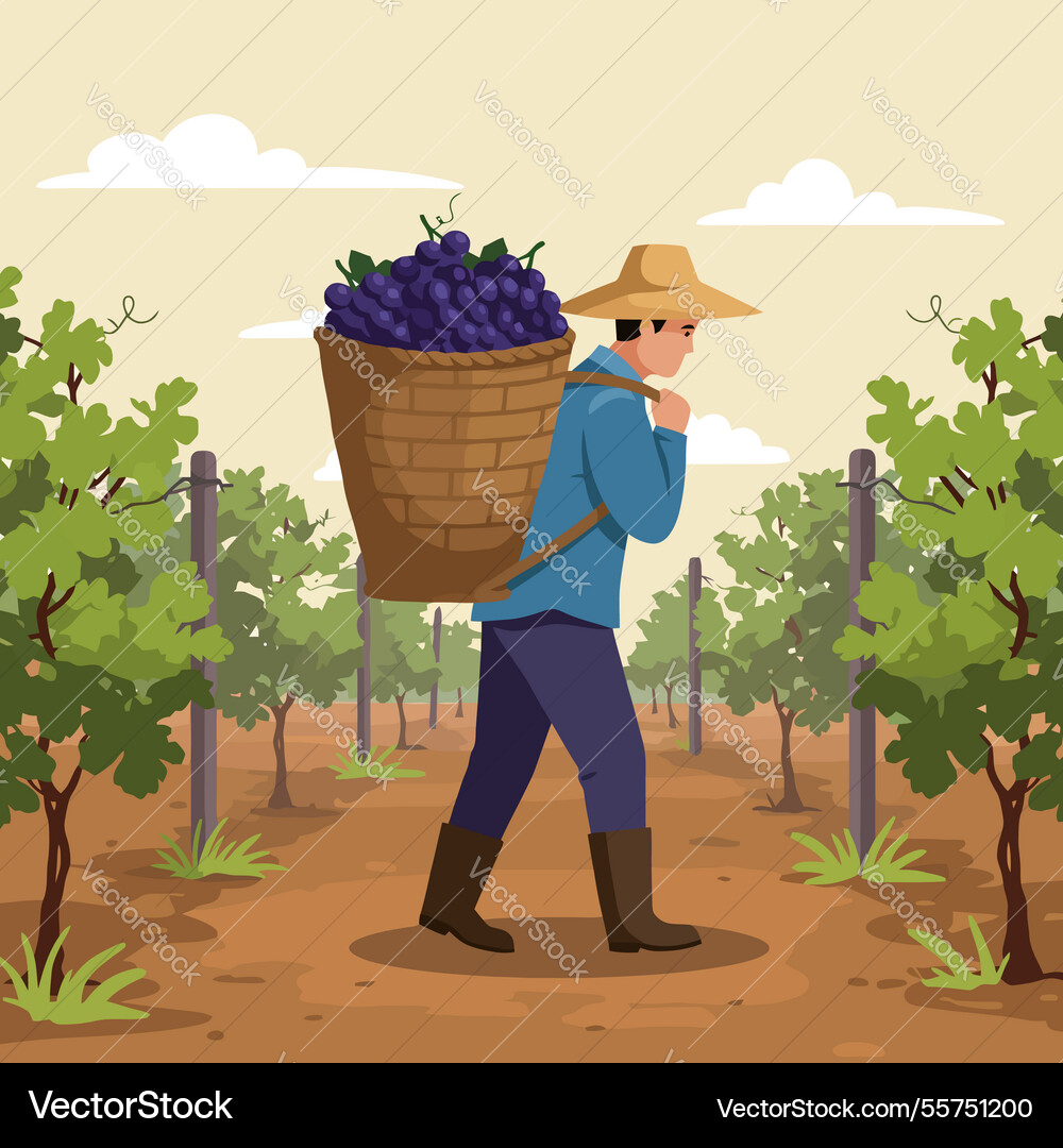 Harvesting grapes worker carrying basket Vector Image