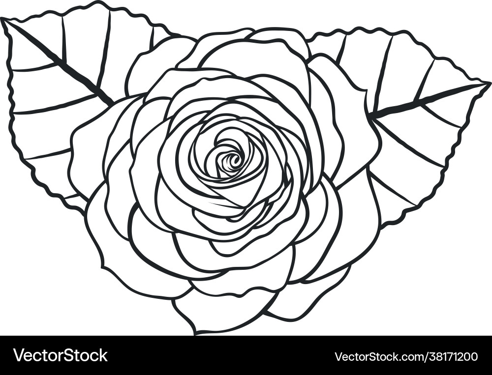 Rose flower with leaves Royalty Free Vector Image