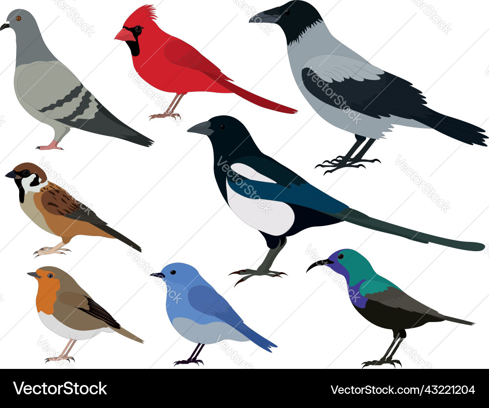 Common birds types collection Royalty Free Vector Image