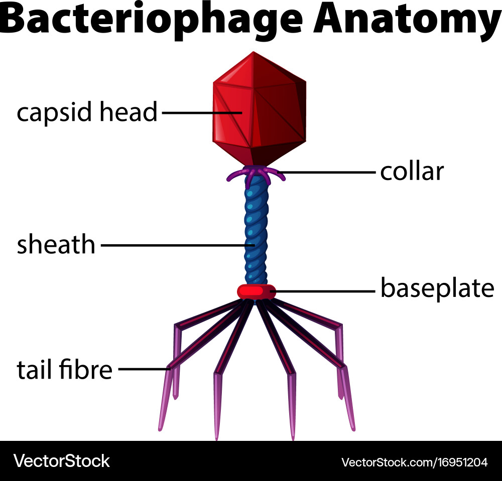 Diagram showing bacteriophage anatomy Royalty Free Vector