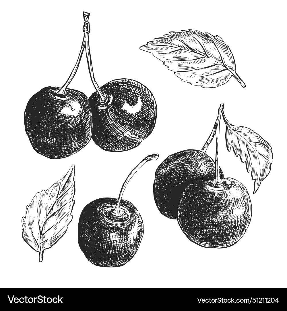 Hand drawn cherry sketch vintage ink isolated Vector Image