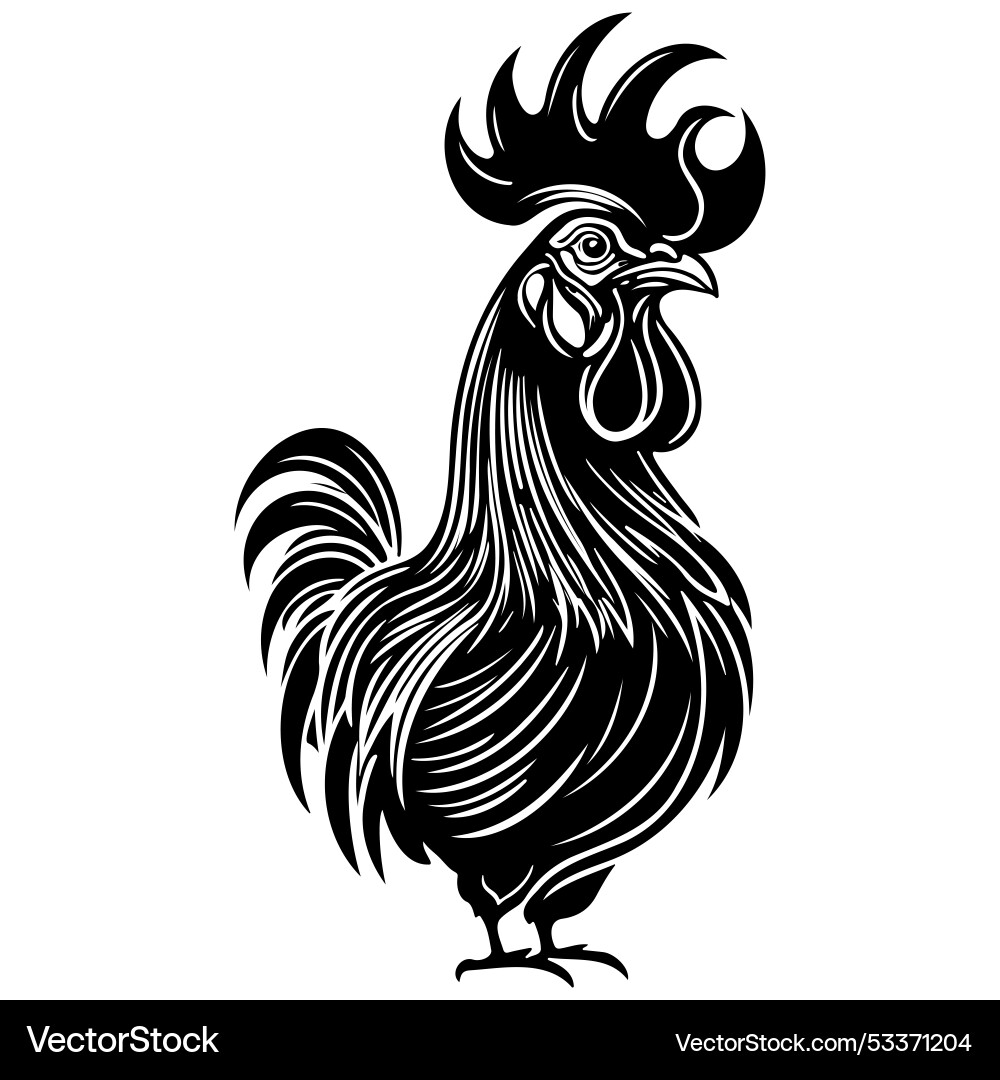 Rooster drawing realistic outline line Royalty Free Vector