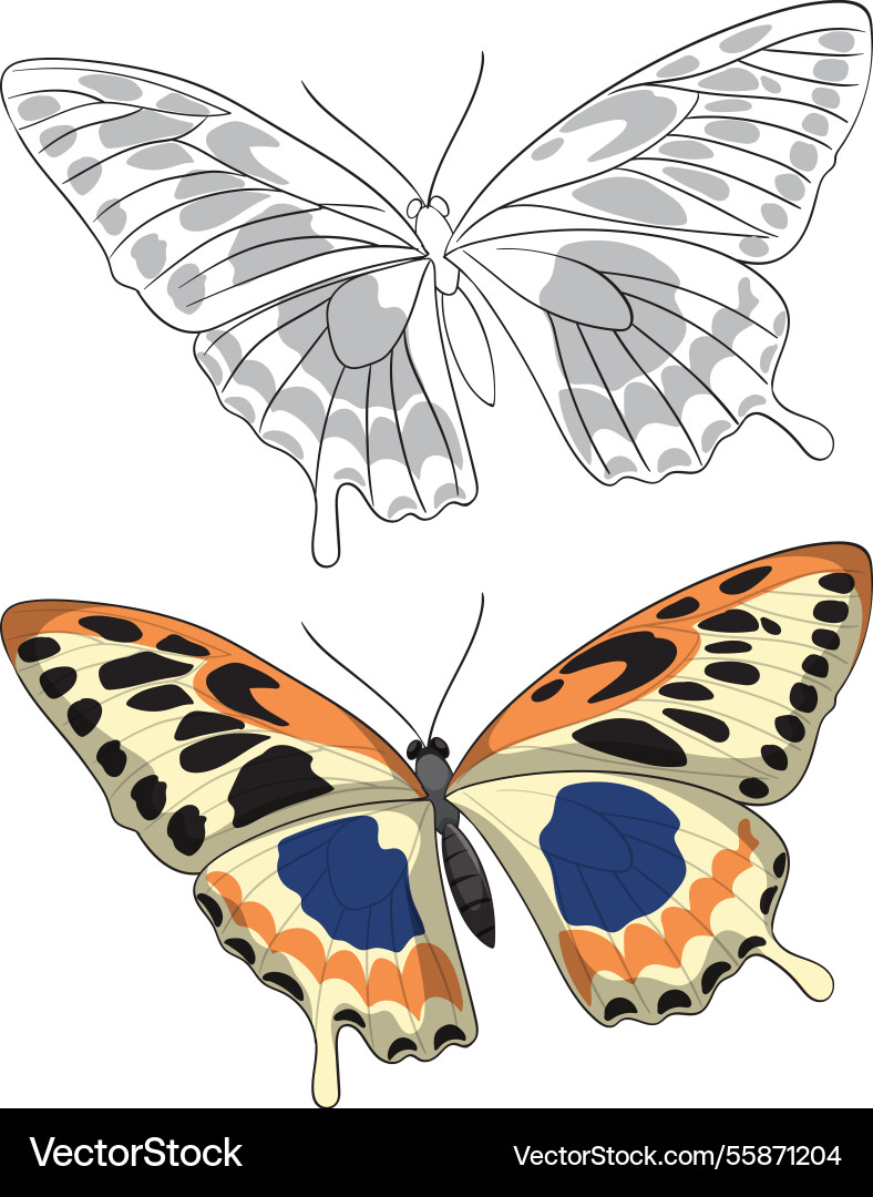 Two butterflies showcasing vibrant and grayscale Vector Image