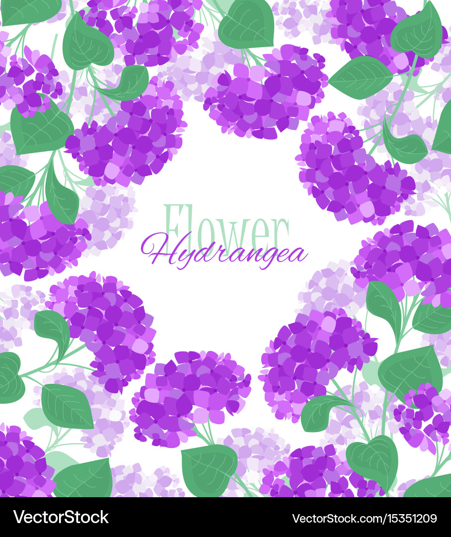 Hydrangea flower Royalty Free Vector Image - VectorStock